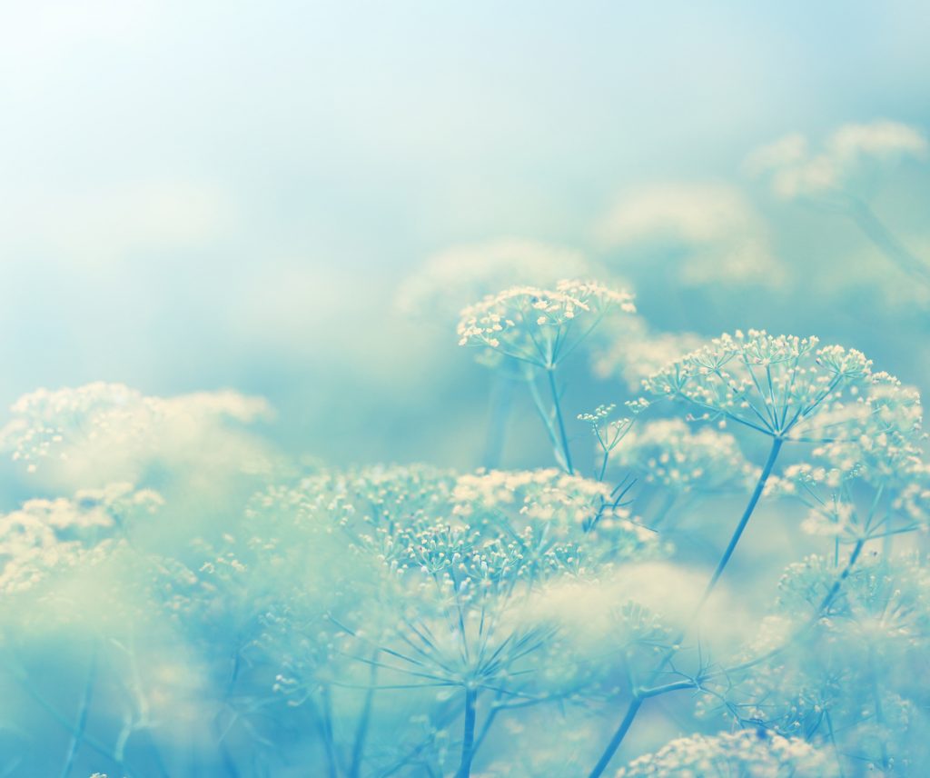 Services FYI – Nelson Community Services